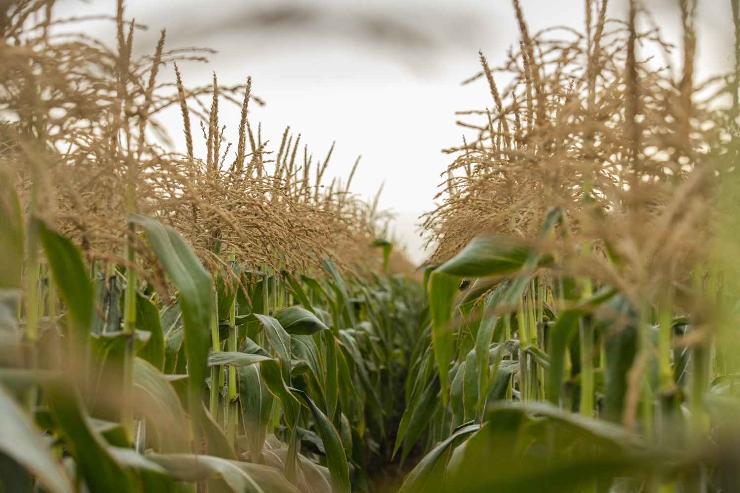 Growing – Mielies | Hermans Suikermais BV