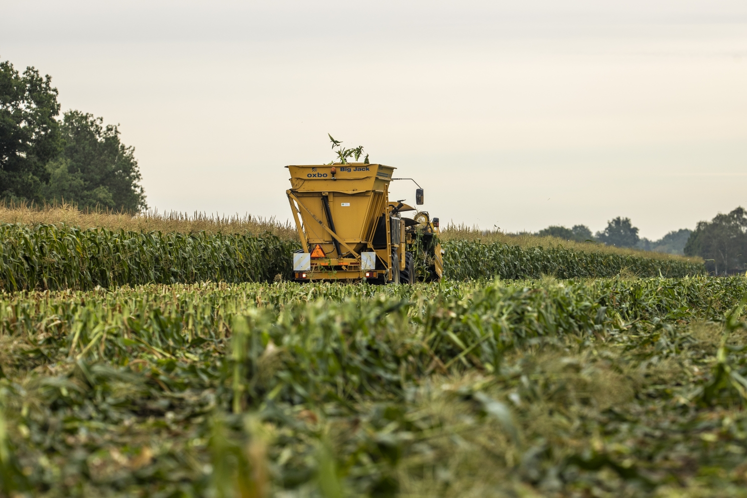 Growing – Mielies | Hermans Suikermais BV