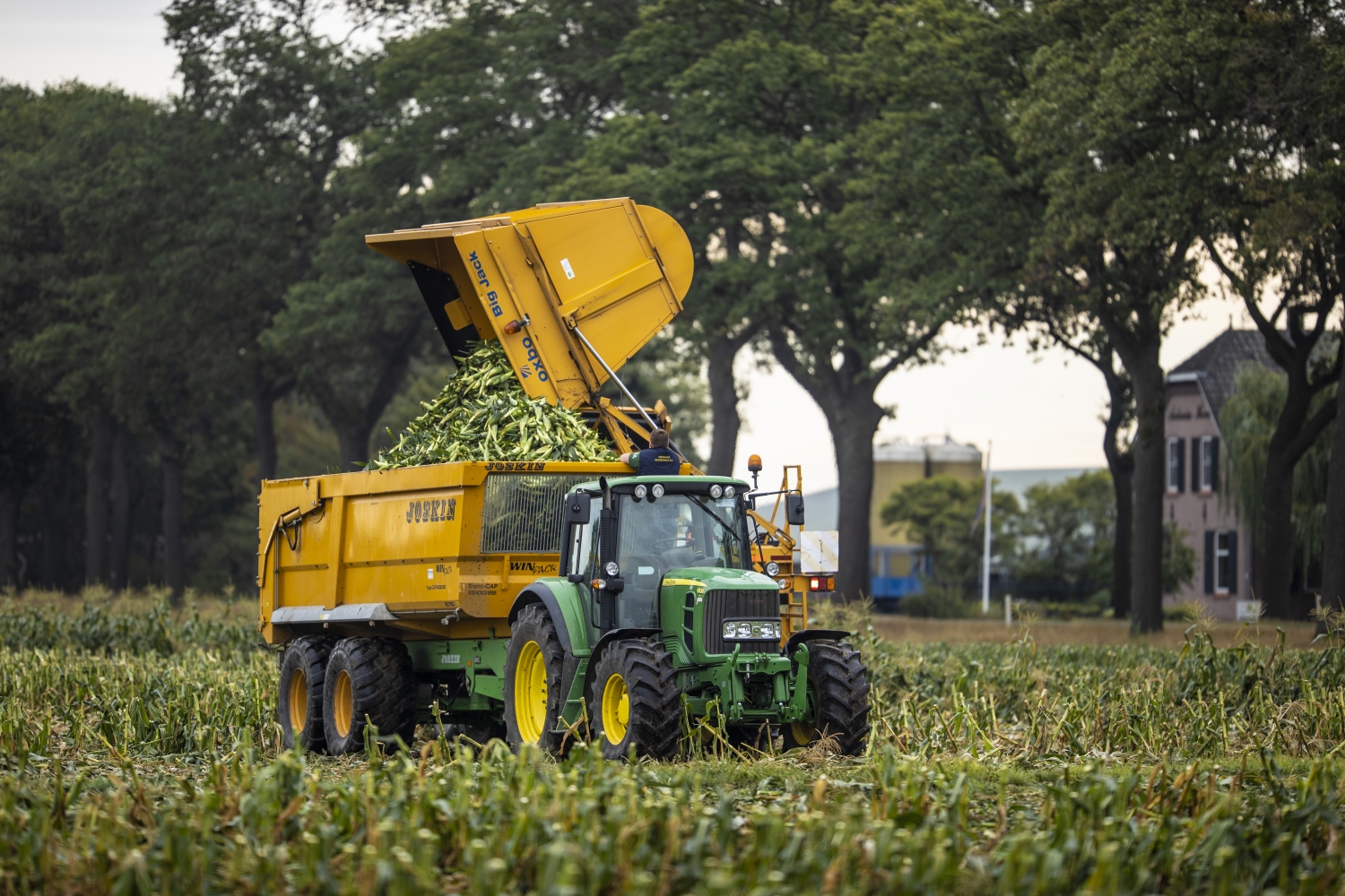 Growing – Mielies | Hermans Suikermais BV