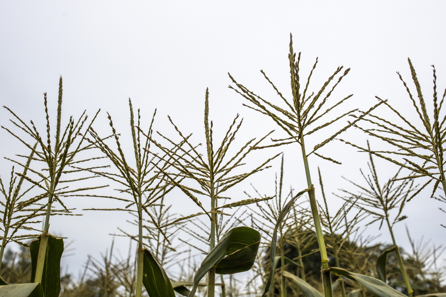 Growing – Mielies | Hermans Suikermais BV