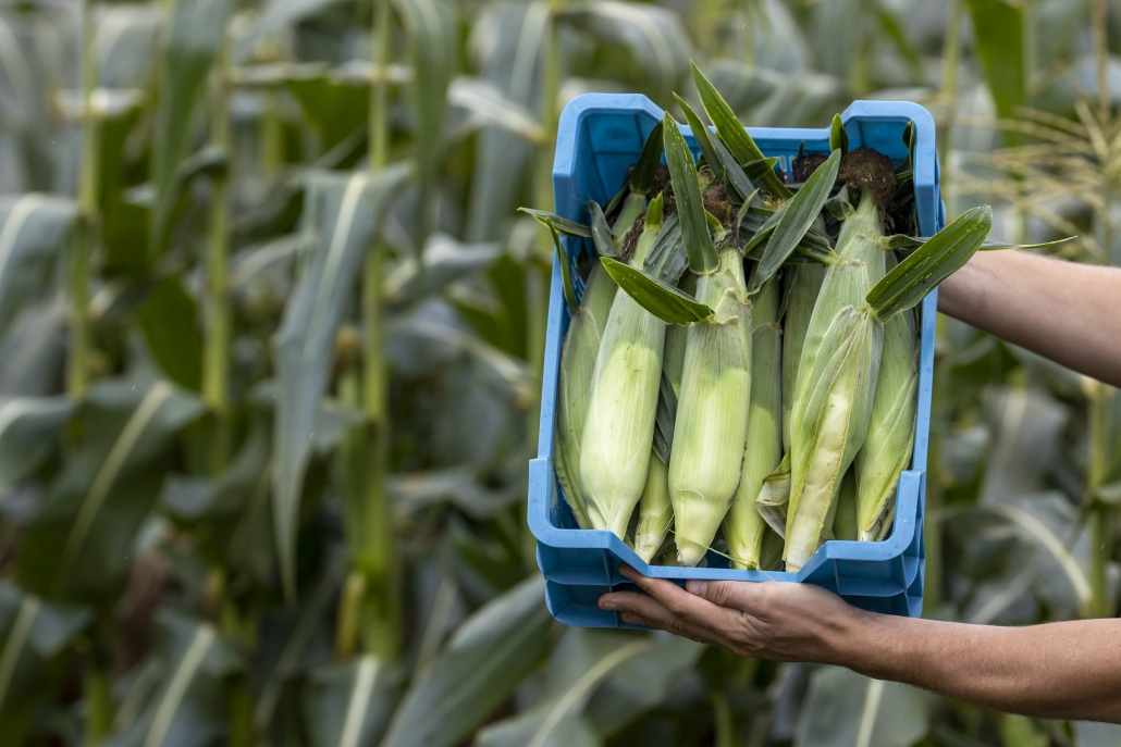 Assortiment – Mielies | Hermans Suikermais BV